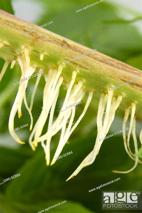 STEM ROOT PROPAGATION Stock Photo Picture And Rights Managed Image Pic GWG SCR84 Agefotostock