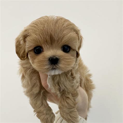 말티푸 분양 라이언 분양중인 말티푸 아가몽