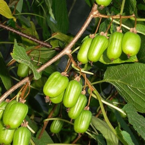 Купить саженцы Актинидия коломикта полигама Лесная (Ж) 🌱, доставка СПб ...