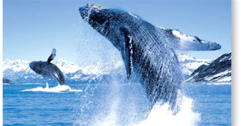 About Save The Bowhead Whales