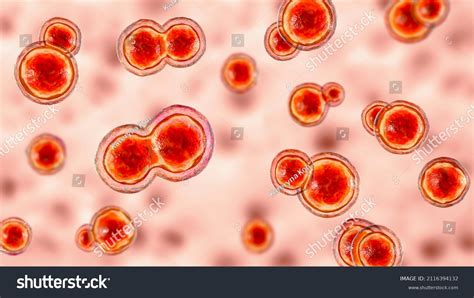 Blastomyces Dermatitidis Fungi Causative Agent Disease Stock
