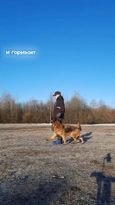 Noragsd немецкаяовчарка Igp Bh Okd Окд собака послушание Youtube