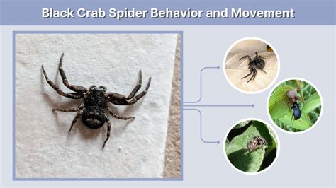 Black Crab Spider Facts Appearance Habitat And Bite