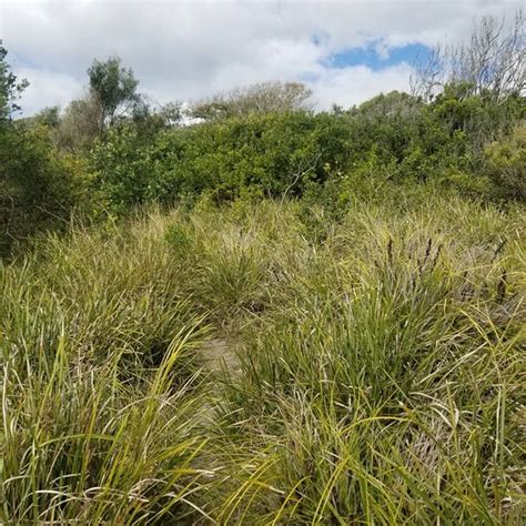 Grassy Head Australia 2024 What To Know Before You Go Tripadvisor