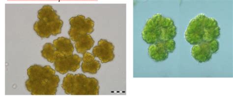 Aquatic Bot Lab Quiz 2 Flashcards Quizlet