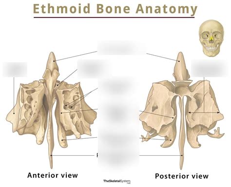 Ethmoid Bone Diagram Quizlet