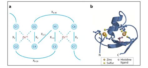 Ring Finger Domain A The Primary Sequence Organization Of Ring Domain