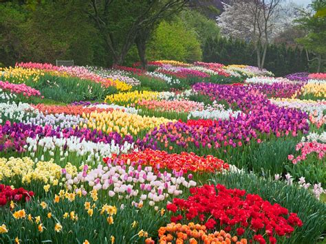 8 Places To See America S Most Beautiful Spring Flowers Beautiful