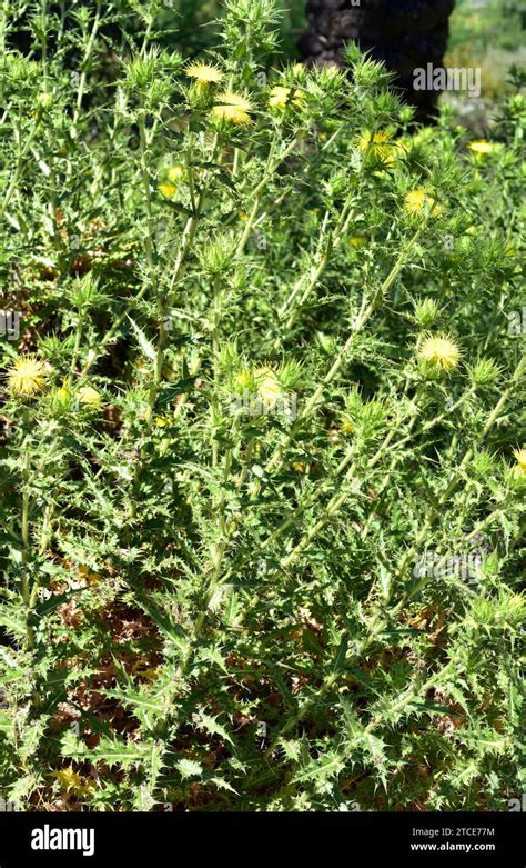 Cardo Cabrero Carthamus Arborescens Or Phonus Arborescens Is A