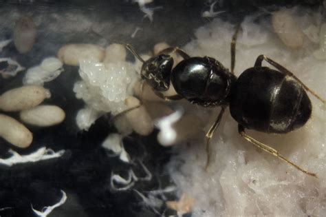 Содержание и уход за муравьями Lasius Niger с одной матки