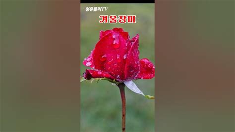 정서주 겨울장미 미스트롯3 Youtube