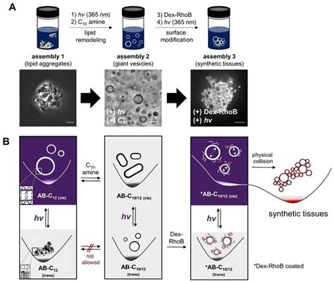 Stepwise One Pot Transformation Of Ab Based Lipid Assemblies Via A Download Scientific Diagram