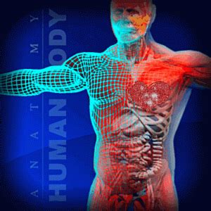Systems Of The Human Body With Interactive S Docsity