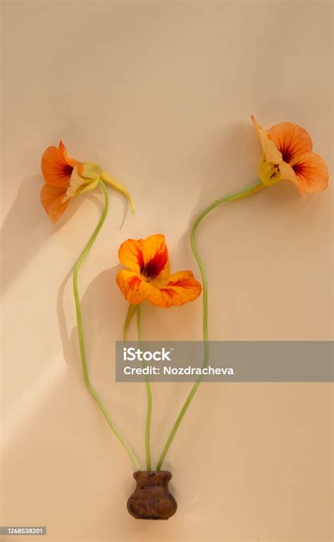 베이지 색 파스텔 종이 배경에 점토 꽃병에 꽃다발 꽃 나스투르티움 상단 보기 꽃 배경 Minimalism 0명에 대한 스톡 사진 및 기타 이미지 Istock