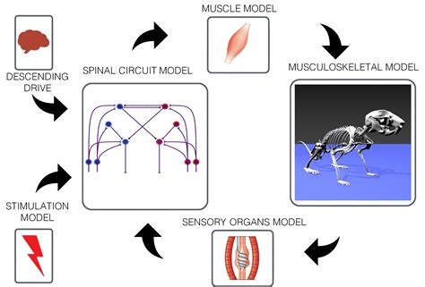 Neuromechanical Simulation Of Rodents HBP BioRob EPFL