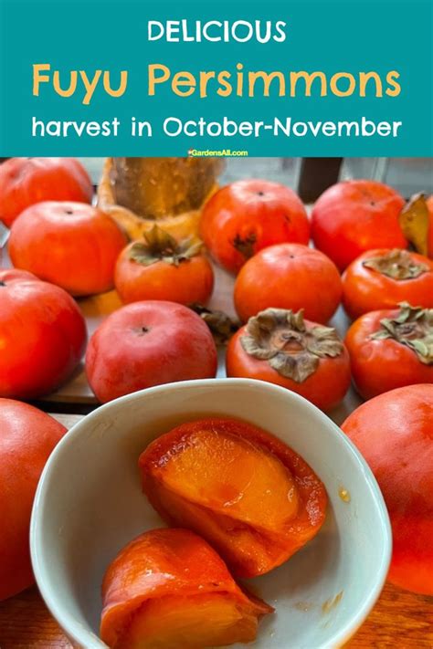 Fuyu Persimmons The Best Tasting Persimmons To Grow GardensAll