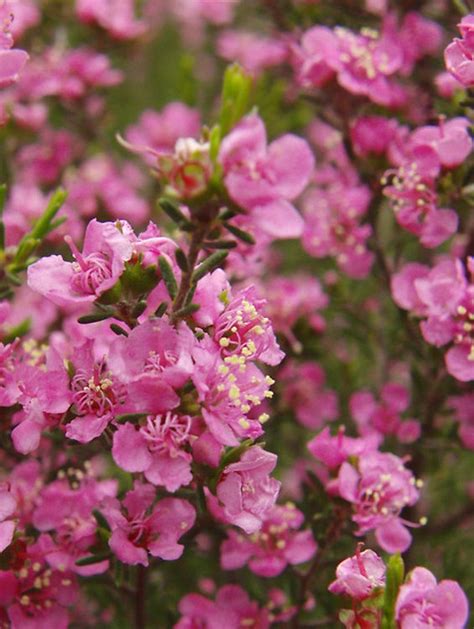 Kunzea Affinis Wholesale Nursery Nurseries In Melbourne Sydney