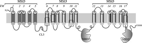 Topological Illustration Showing Location Of Candidate Ltc 4 Modified