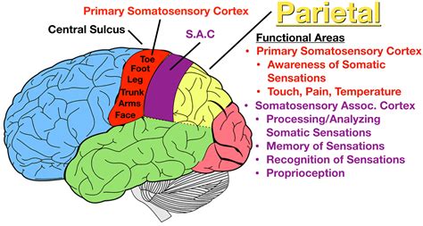 where is sensory cortex located