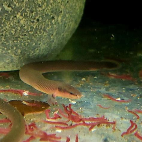 Rope Fish New Aquatics To Your Door