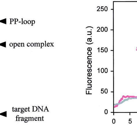 Schematics Of The Hybridizationdetection Assay Duplex Dna Target Is Download Scientific