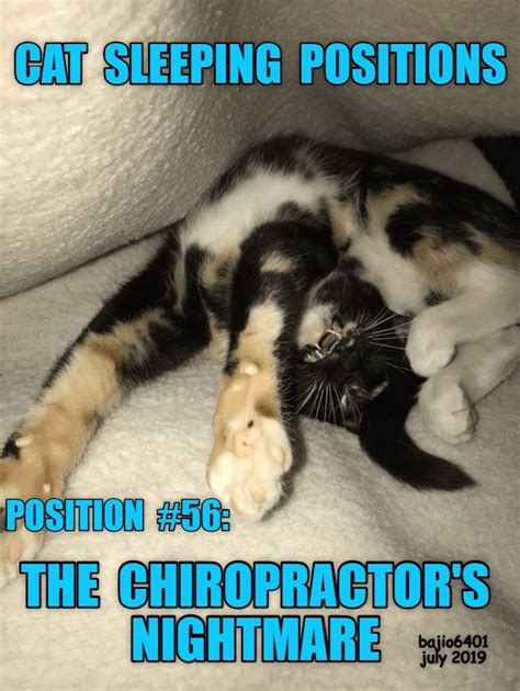Lolcats Funny Pictures Of Cats With Captions