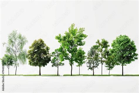 collection of realistic 3d trees isolated on white background