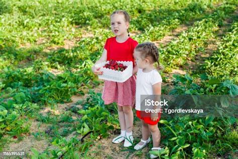 딸기의 어린이 컬렉션입니다 아이들은 유기농 딸기 농장에서 신선한 과일을 채취합니다 아이들이 원예하고 수확합니다 나라에서 야외 가족 여름 재미 2명에 대한 스톡 사진 및 기타