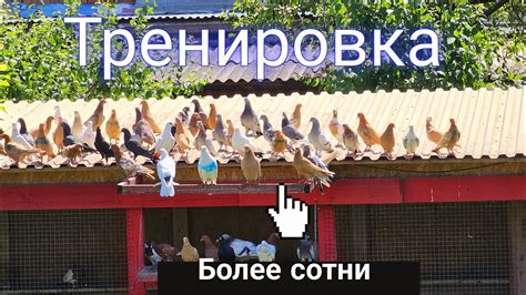 Голуби тренировка более сотни - YouTube
