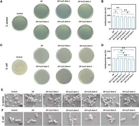 Mof Encapsulated Copper Doped Carbon Dots Nanozymes With Excellent Biological Activity Promote