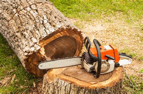 Important Advantages Of Regular Tree Removal Auckland