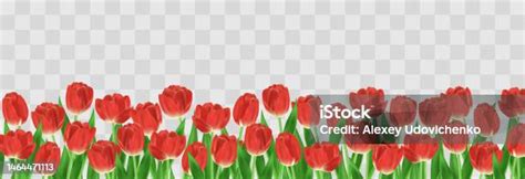 벡터 현실적인 튤립입니다 투명한 배경에 고립된 나뭇잎을 가진 빨간 튤립 꽃 벡터 봄 배너와 행복 한 여성 어머니의 날과 생일 축하를위한 자연 디자인 0명에 대한 스톡 벡터