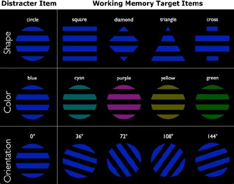 Overview Of Working Memory Target And Distractor Items Used In The Download Scientific