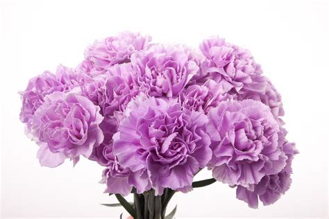 Lavender Carnations Beautiful And Long Lasting Flowers