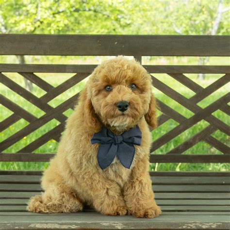 Mini Cockapoo Vs Medium Cockapoo Which Is Right For You Much Ado