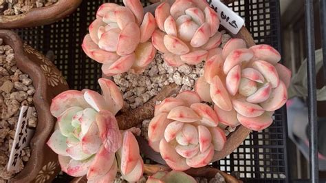 바닐라비스가 최고에 색감으로 물이 들었어요레온나이트블루엘프헬리아펀퀸불꽃등~걸이대 다육이들이 불이 났어요구경하세요~~~💕 Youtube