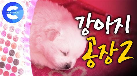 강아지 공장에서 구출된 개들 구조 후 달라진 모습 반려견 🌎 하나뿐인 지구 Youtube