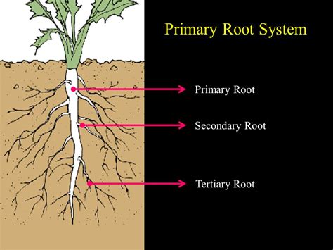 Primary Root System