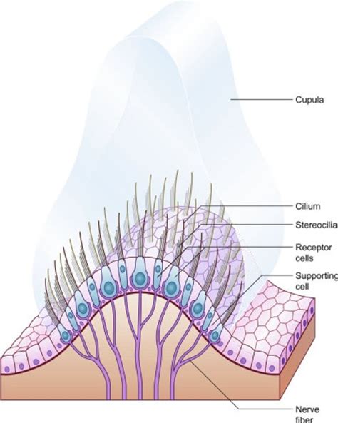 Bppv Explained