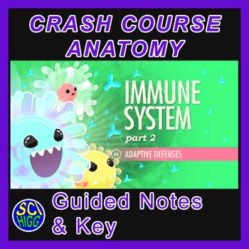 Crash Course Anatomy 46 Immune System Part 2 Guided Notes Key By