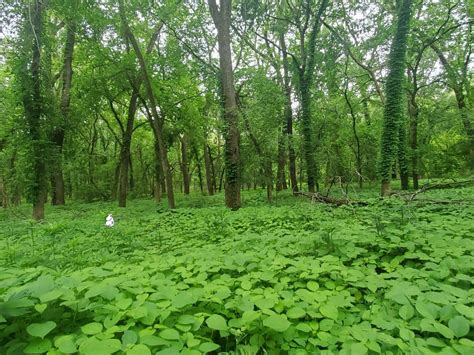 ᛗᛟᛊᛊ᛫ᛗᛟᚦᛖᚱ