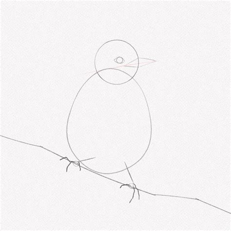 How To Draw A Bird A Step By Step Tutorial Artlex
