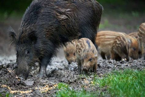 The Largest Wild Hog Ever Caught in Arkansas - A-Z Animals