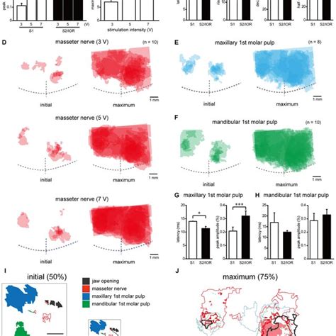 Quantitative Analyses Of Spatiotemporal Profiles Of Cortical Responses