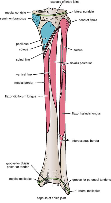 Tibia And Fibula Diagram Labeled