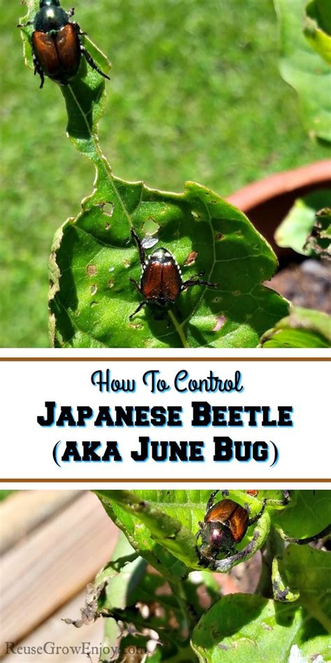 Japanese Beetle Aka June Bug How To Control Them Reuse Grow Enjoy