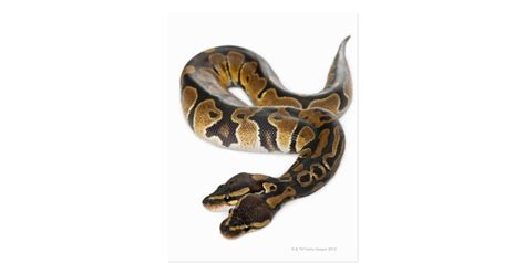 Two Headed Royal Python Or Ball Python Python Postcard Zazzle