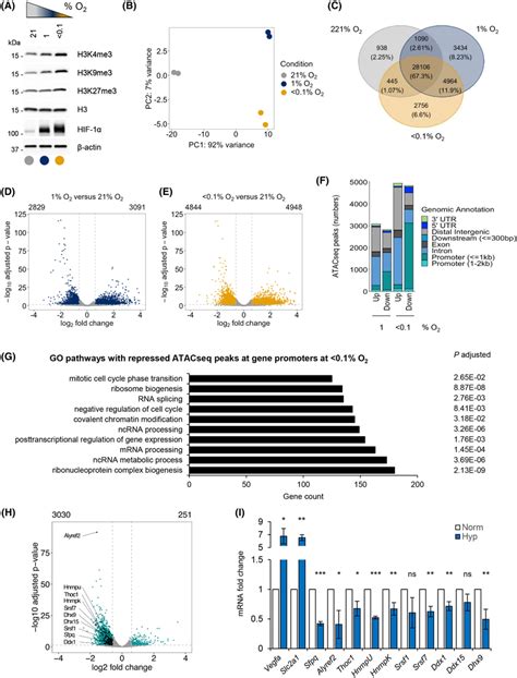 Oxygen‐dependent Chromatin Alterations Lead To A Loss Of Promoter Download Scientific Diagram