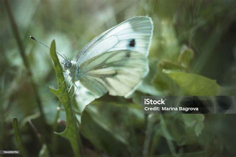 흰 양배추 나비 녹색 흐린 배경에 민들레의 잎에 앉아 가족의 Pieridae에서 피어입니다 검은 점이 있는 커다란 흰색 날개 매크로 근접 촬영 측면 보기 곤충은 해충입니다