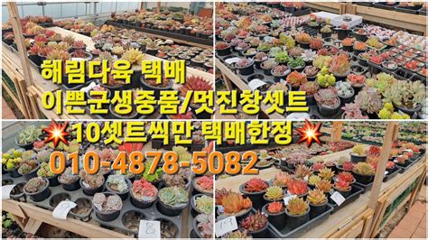 해림다육 50할인 택배셋트 이쁘고멋진다육이20셋트한정 용인남사다육이 해림다육 정리세일50할인 Youtube
